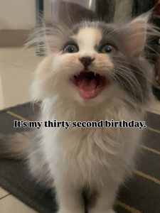 20 Hilarious Meme Backgrounds for Your Zoom Calls – EĞİTİM KÜLTÜR