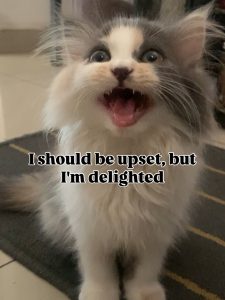 20 Hilarious Meme Backgrounds for Your Zoom Calls – EĞİTİM KÜLTÜR